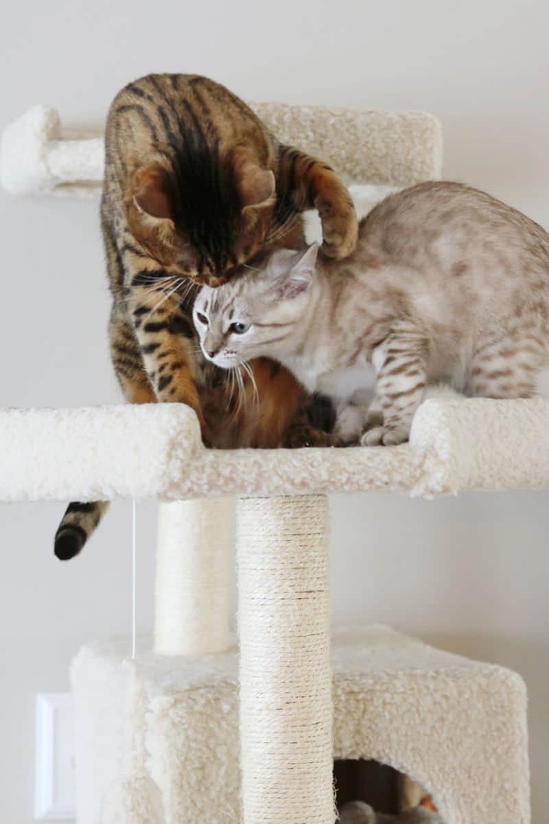 Indoor Cat Toys Save Up To 15 www ilcascinone Indoor Cat Toys Save Up To 15 www ilcascinone